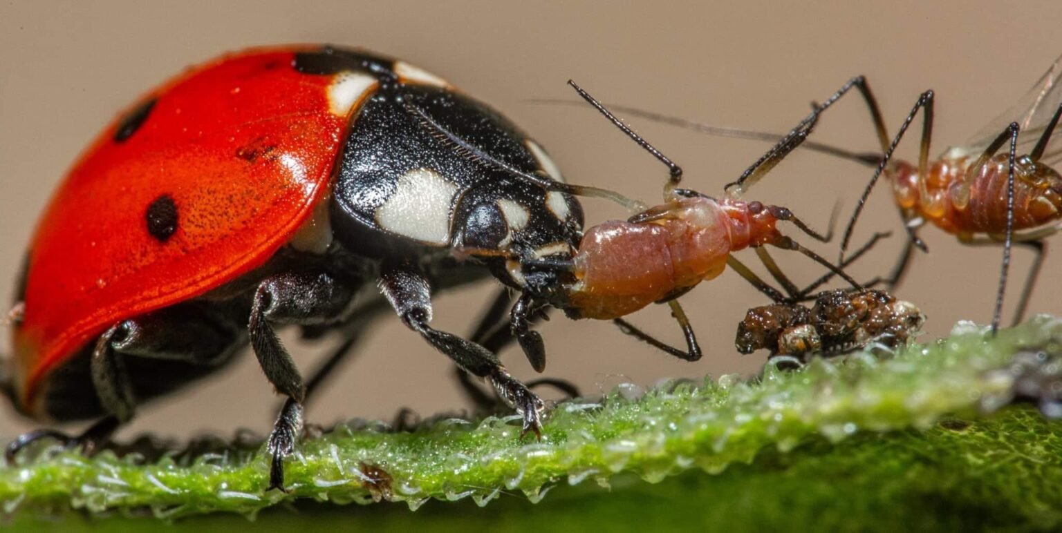 What Do Ladybugs Eat? Guide to Their Diet & Feeding Habits