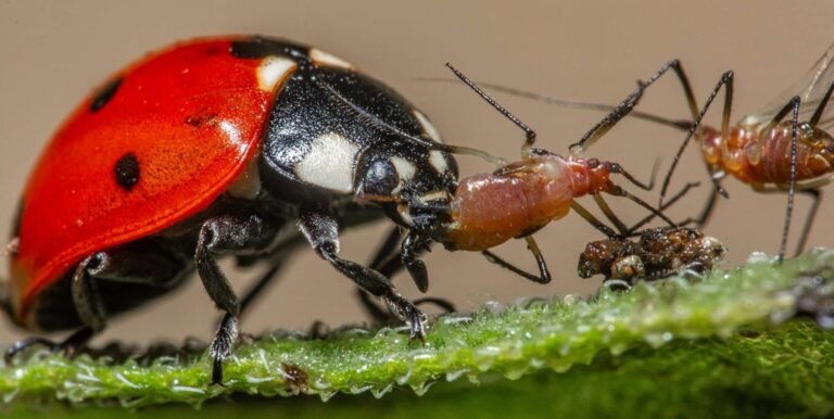 What Do Ladybugs Eat? Guide to Their Diet & Feeding Habits